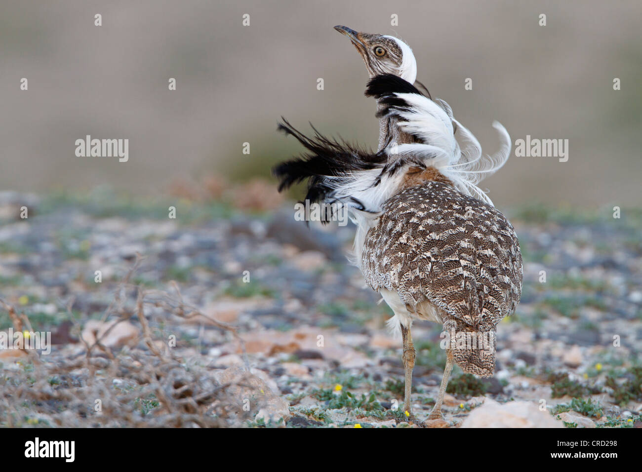 Houbara Bustard (Chlamydotis undulata) displaying Stock Photo - Alamy