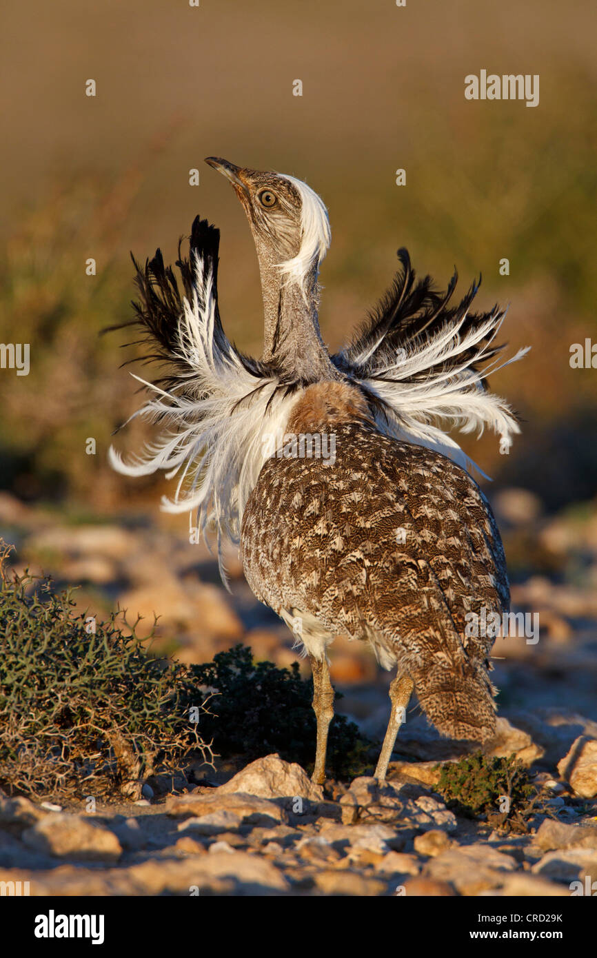 Houbara Bustard (Chlamydotis undulata) displaying Stock Photo - Alamy