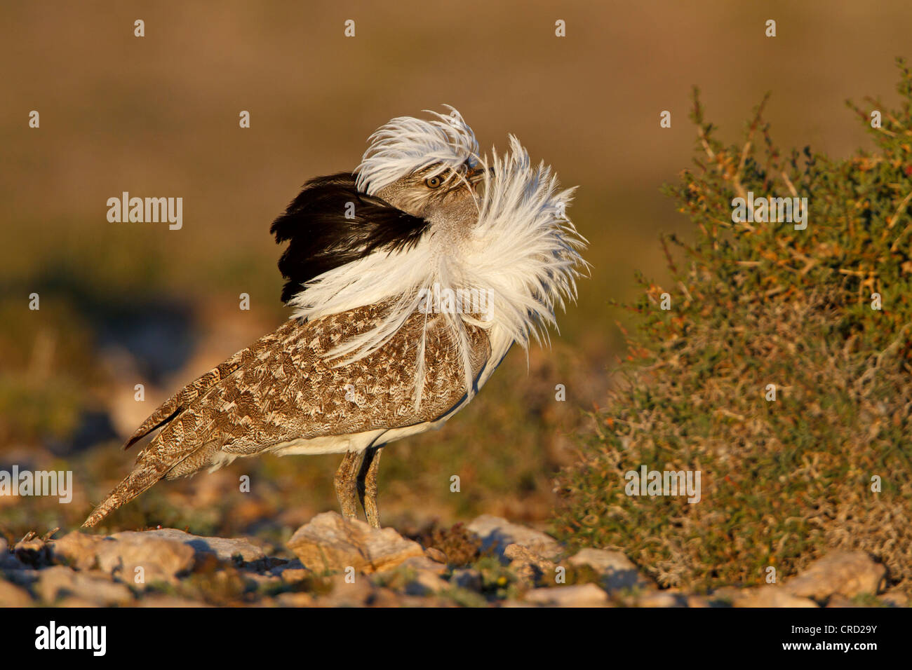Houbara Bustard (Chlamydotis undulata) displaying Stock Photo - Alamy