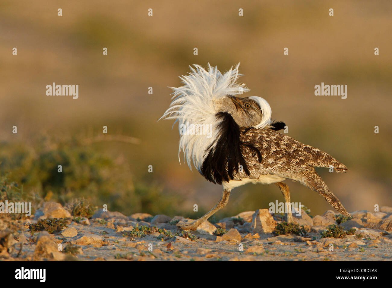 Houbara Bustard (Chlamydotis undulata) displaying Stock Photo - Alamy