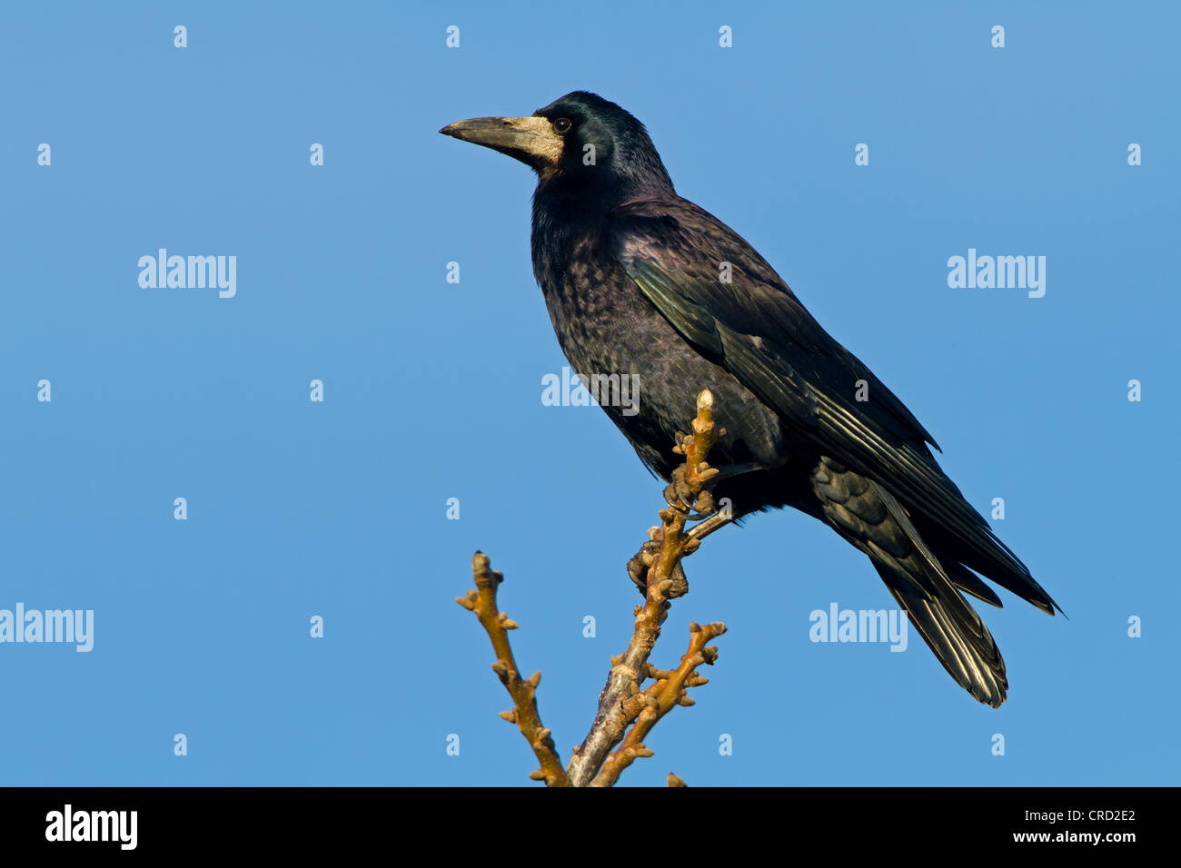Rook perching hi-res stock photography and images - Alamy