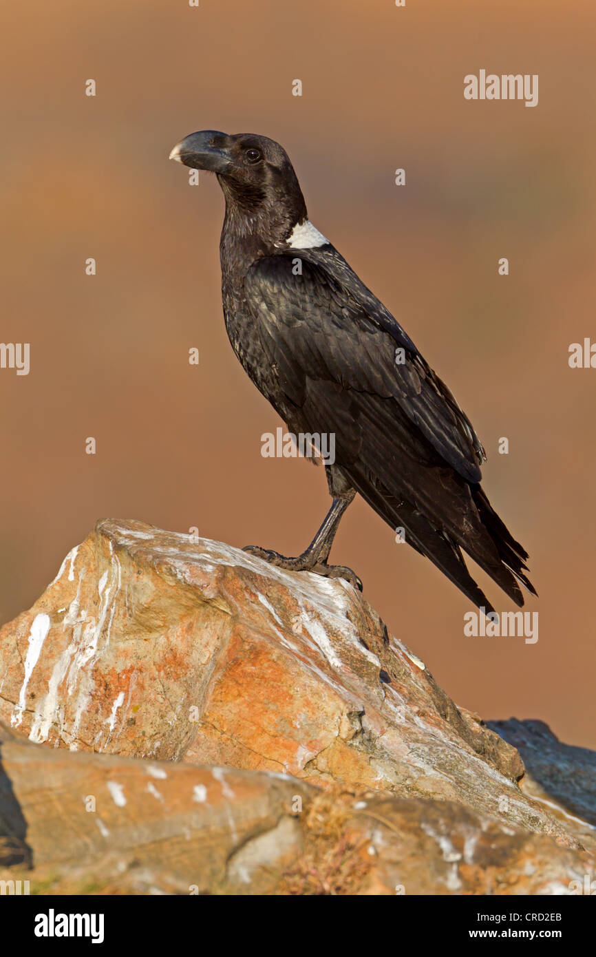Pied Crow (Corvus albus) standing on rock Stock Photo - Alamy