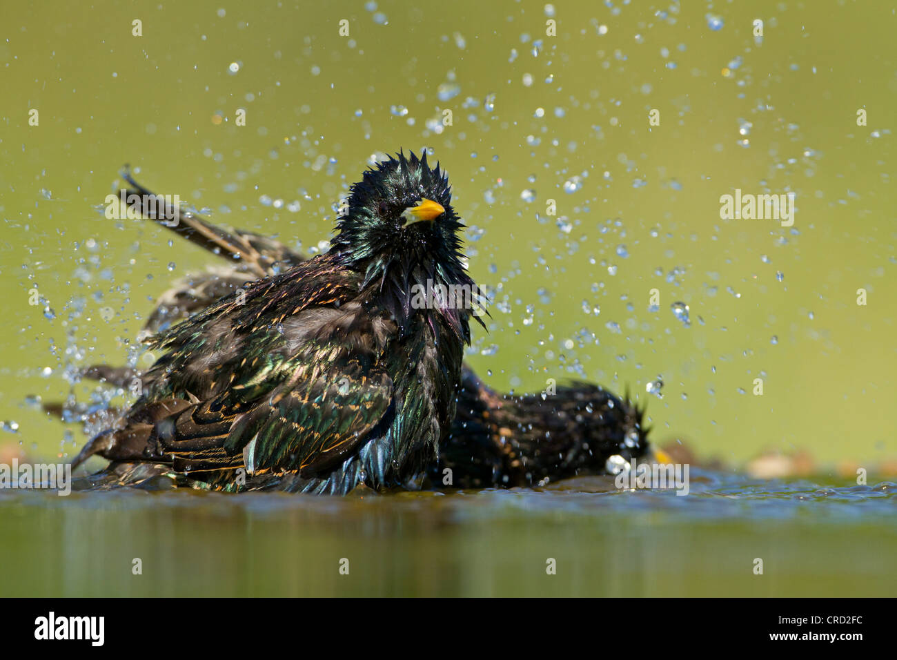 Two Common Starlings (Sturnus vulgaris) by the water Stock Photo - Alamy