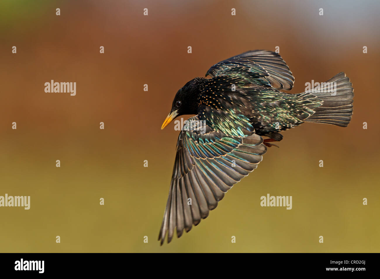 Common Starling (Sturnus vulgaris) flying Stock Photo - Alamy
