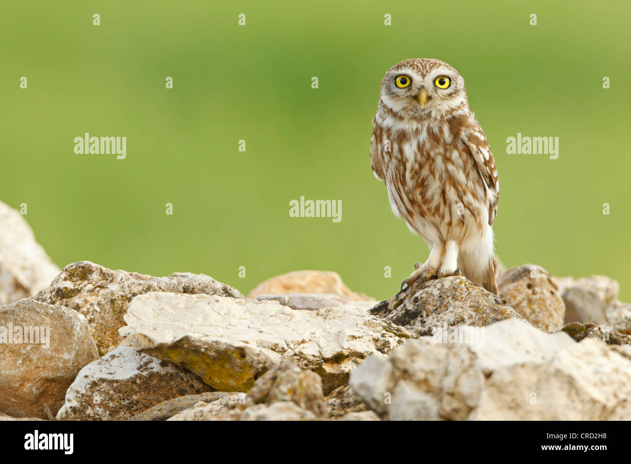 Athene noctua head hi-res stock photography and images - Alamy