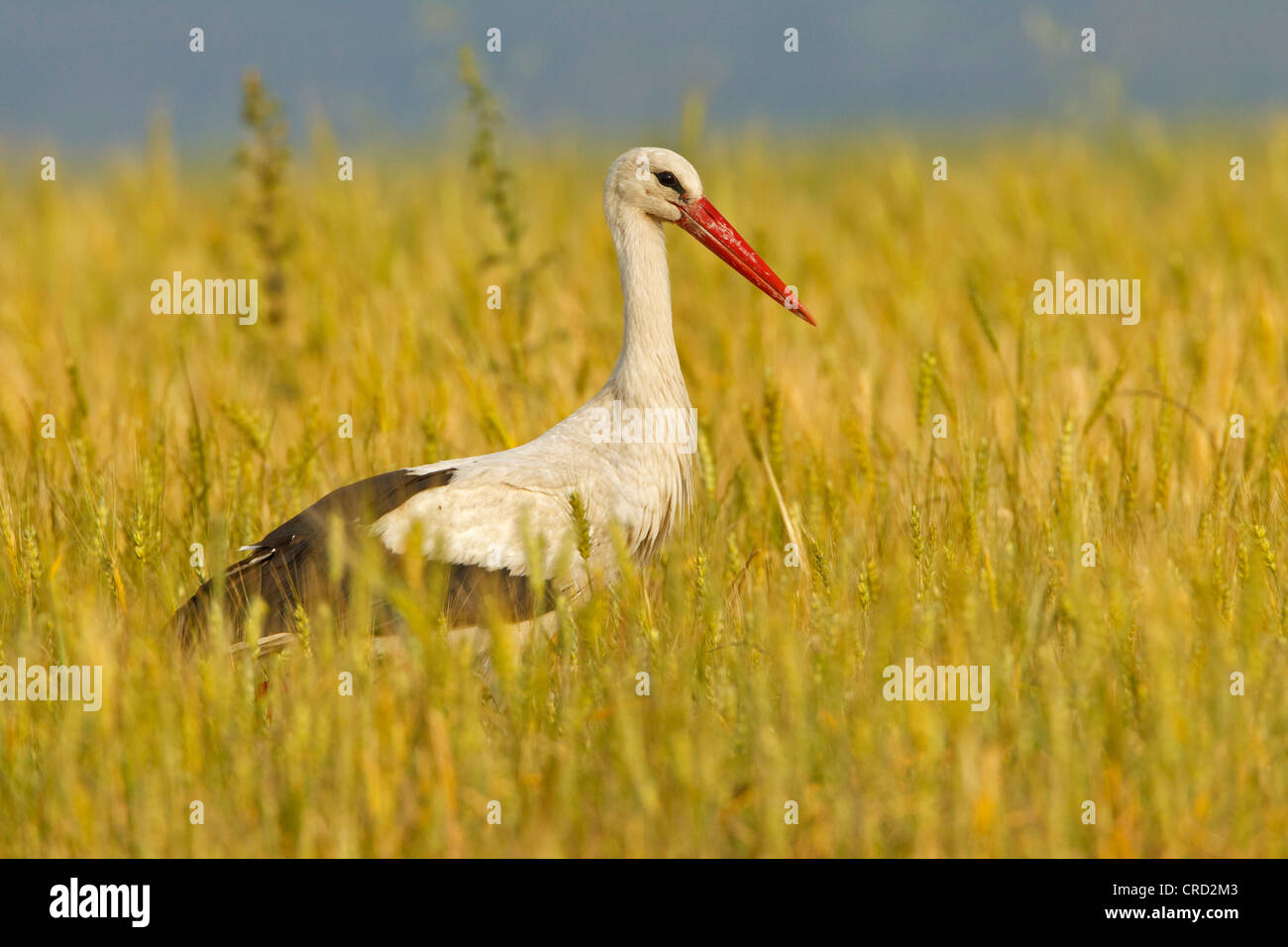Stork in side view hi-res stock photography and images - Alamy