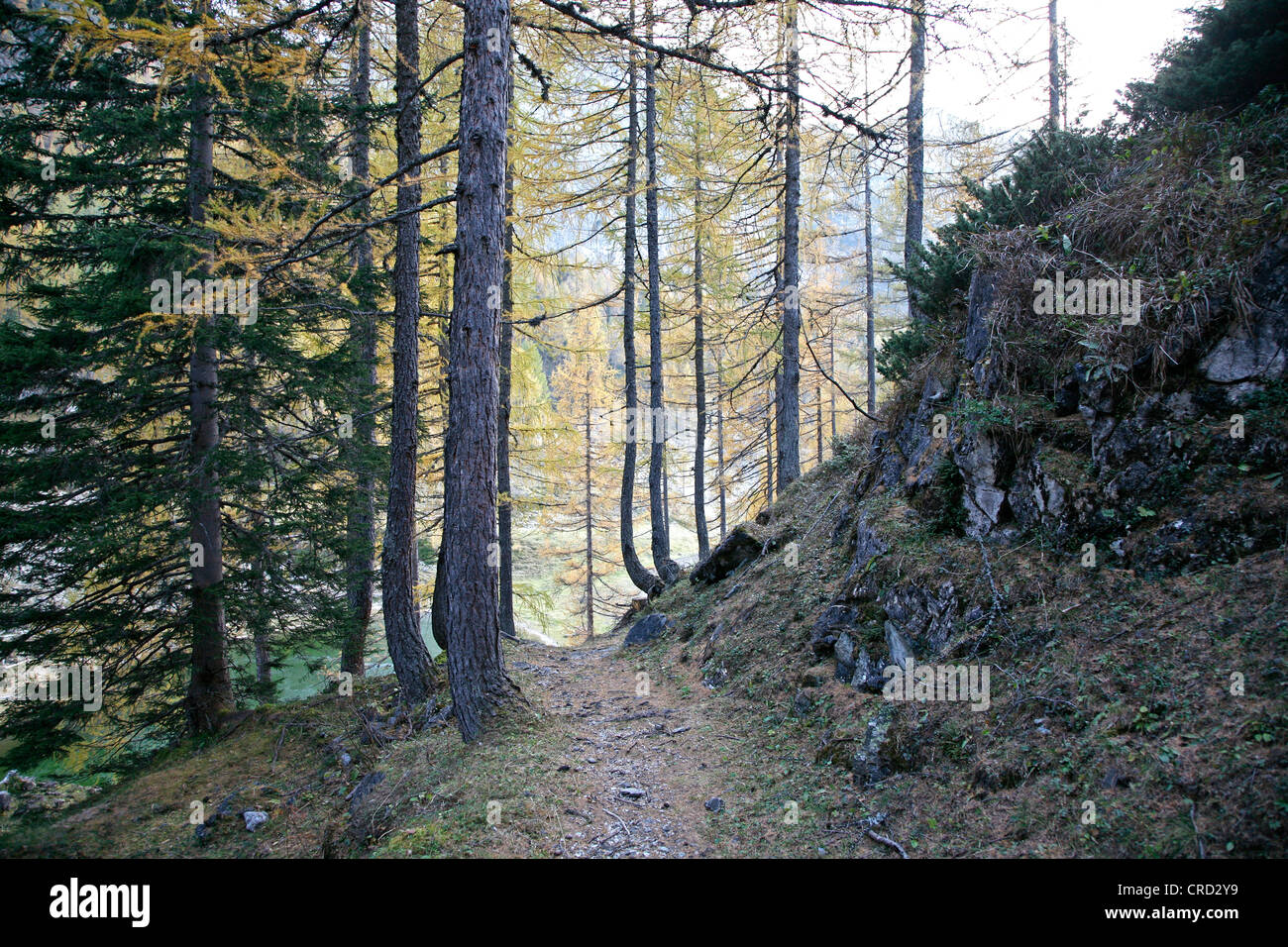 Larch forest in autumn hi-res stock photography and images - Alamy