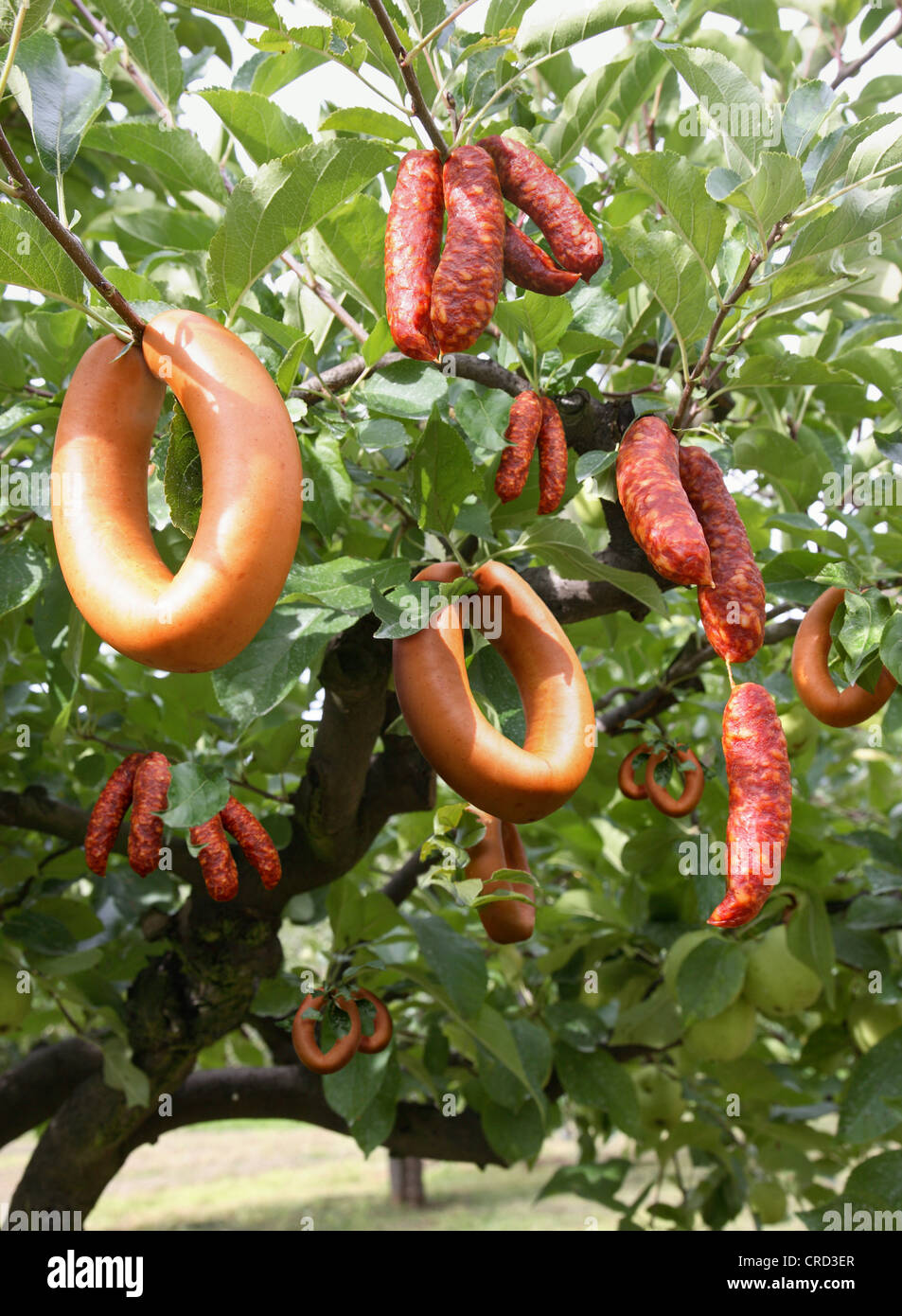 Tree with sausages Stock Photo - Alamy