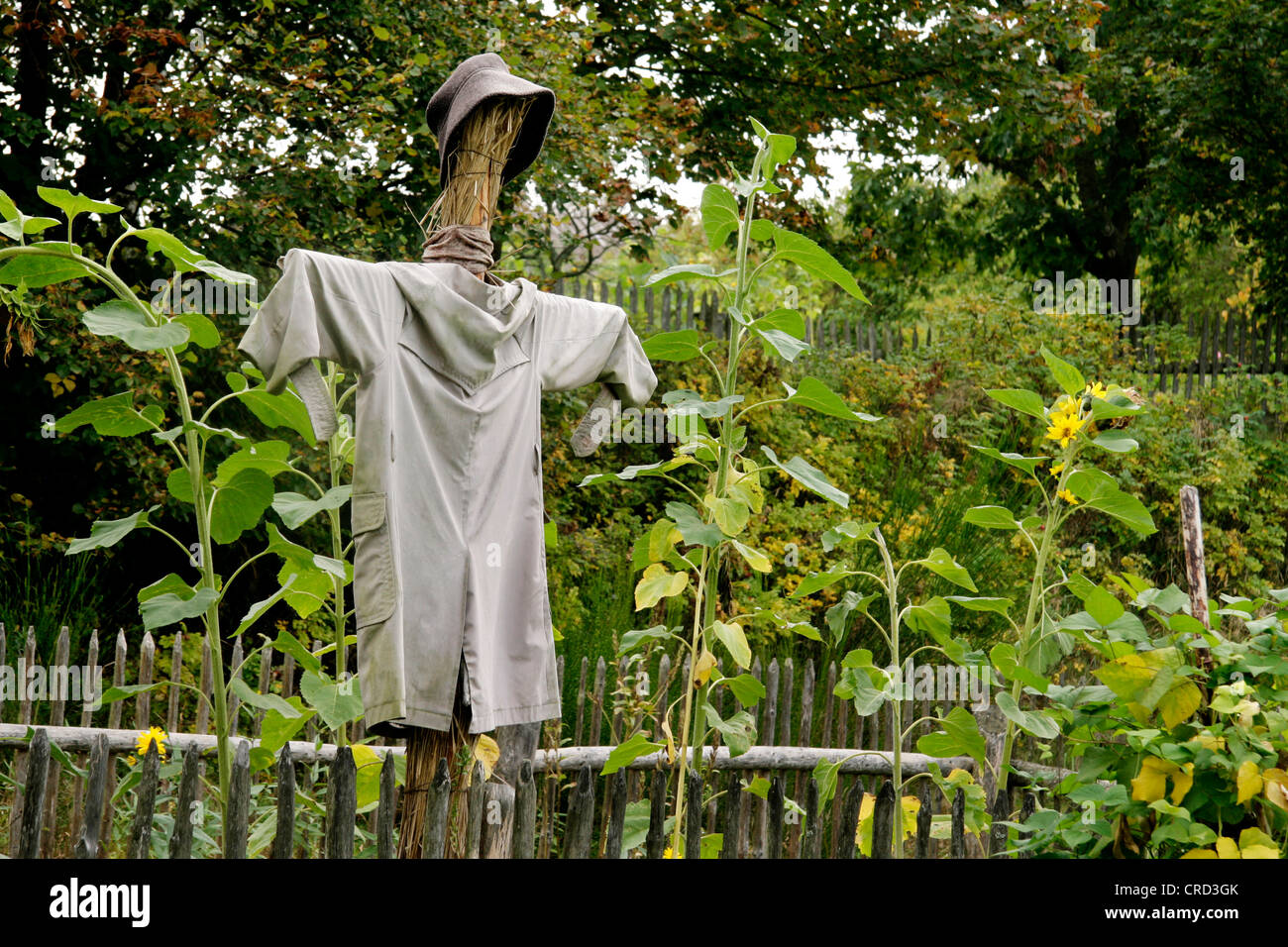 Sunflower Scarecrow High Resolution Stock Photography and Images - Alamy