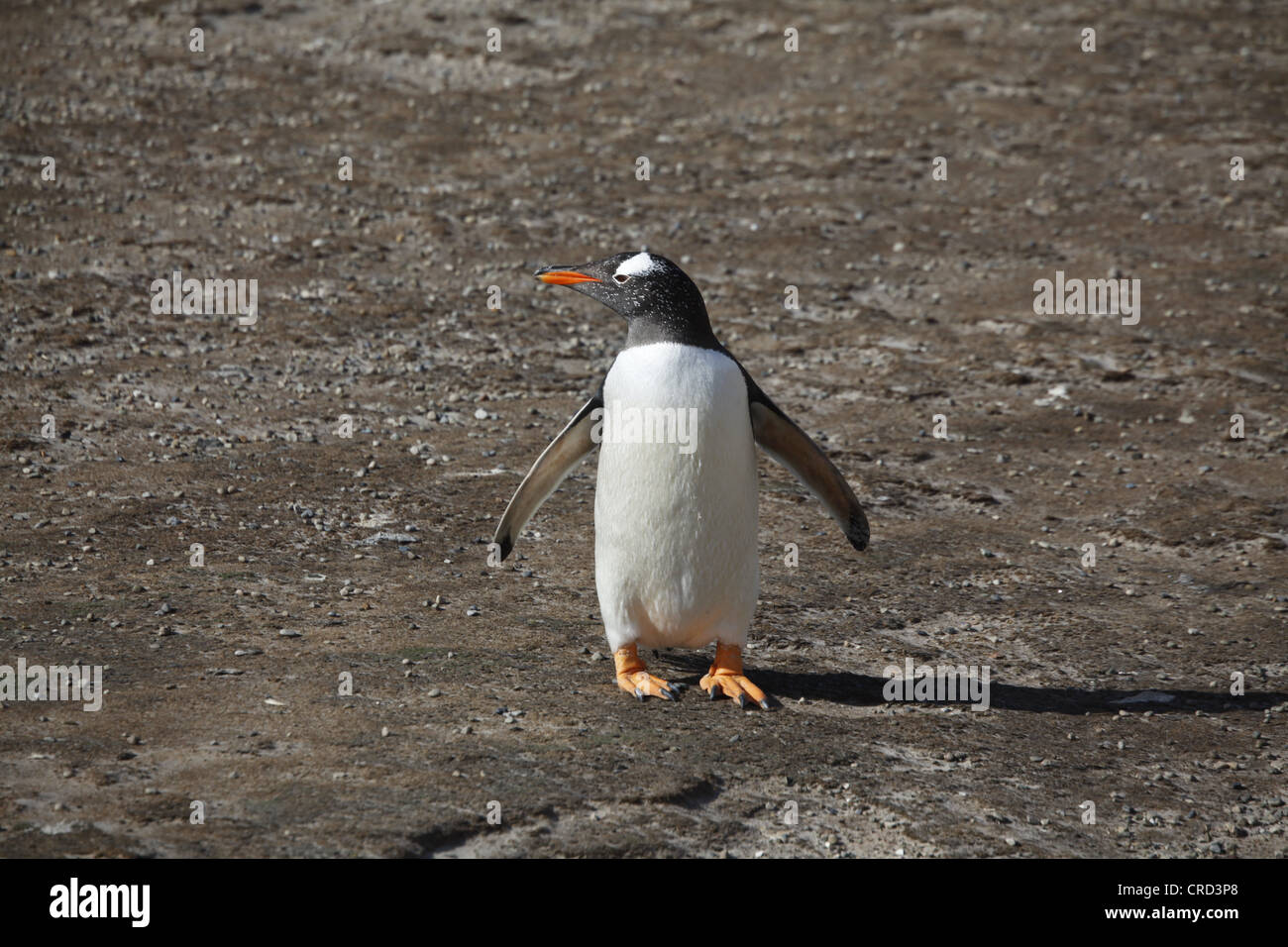 Penguin full body shot hi-res stock photography and images - Alamy