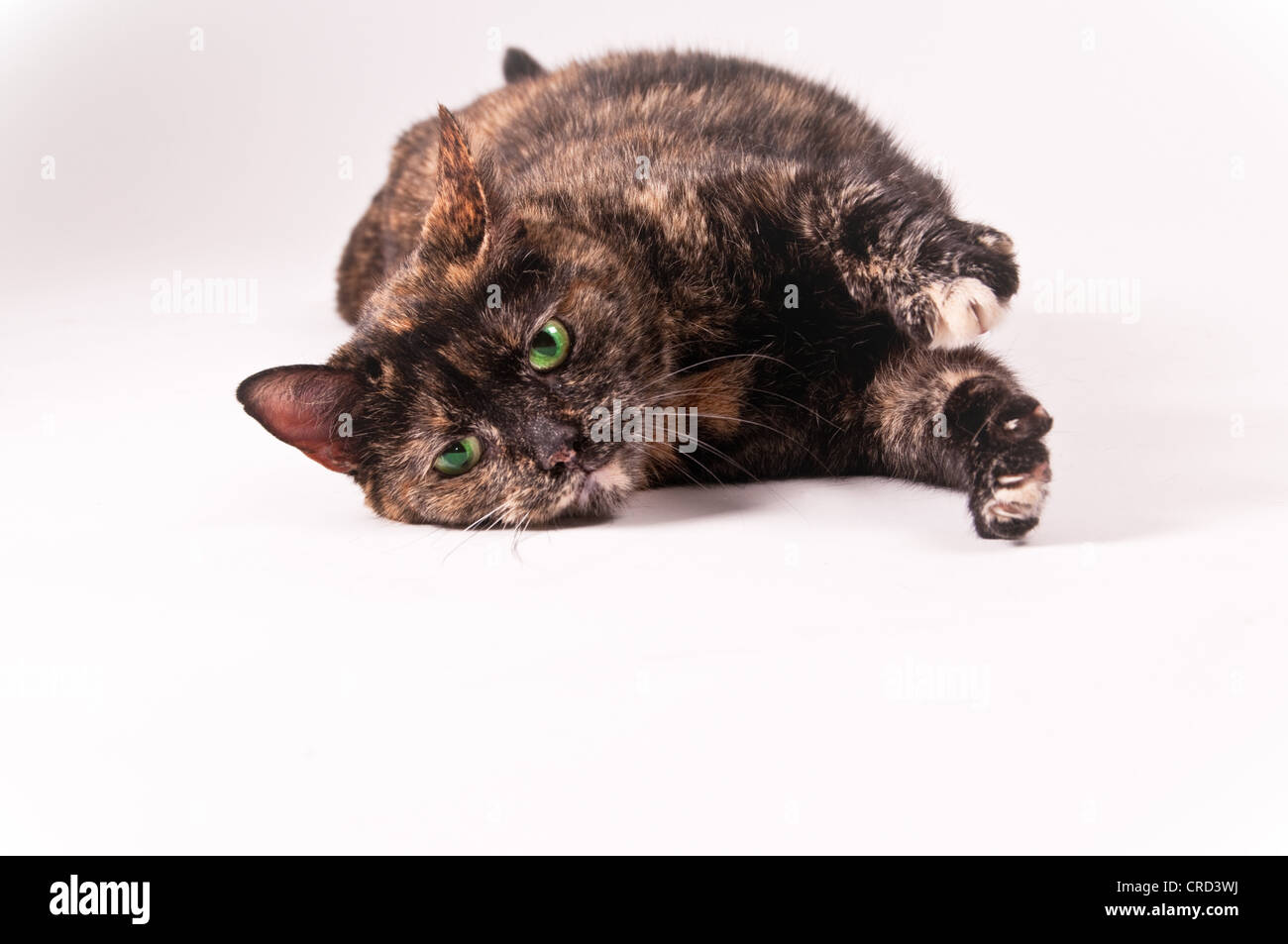 Cat portraits studio shots hi-res stock photography and images - Alamy