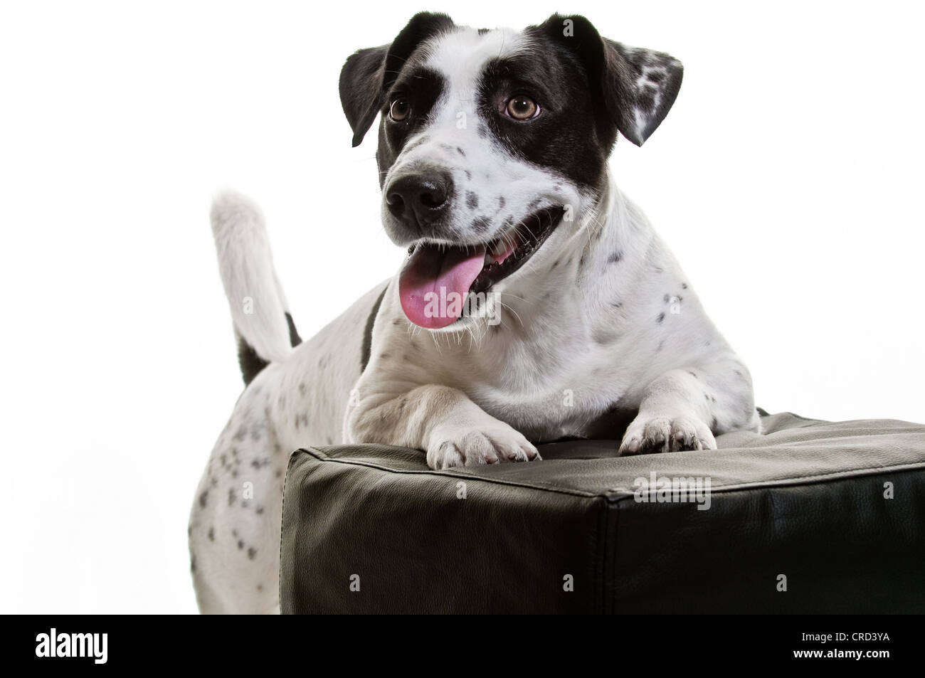 Seating dog hi-res stock photography and images - Alamy