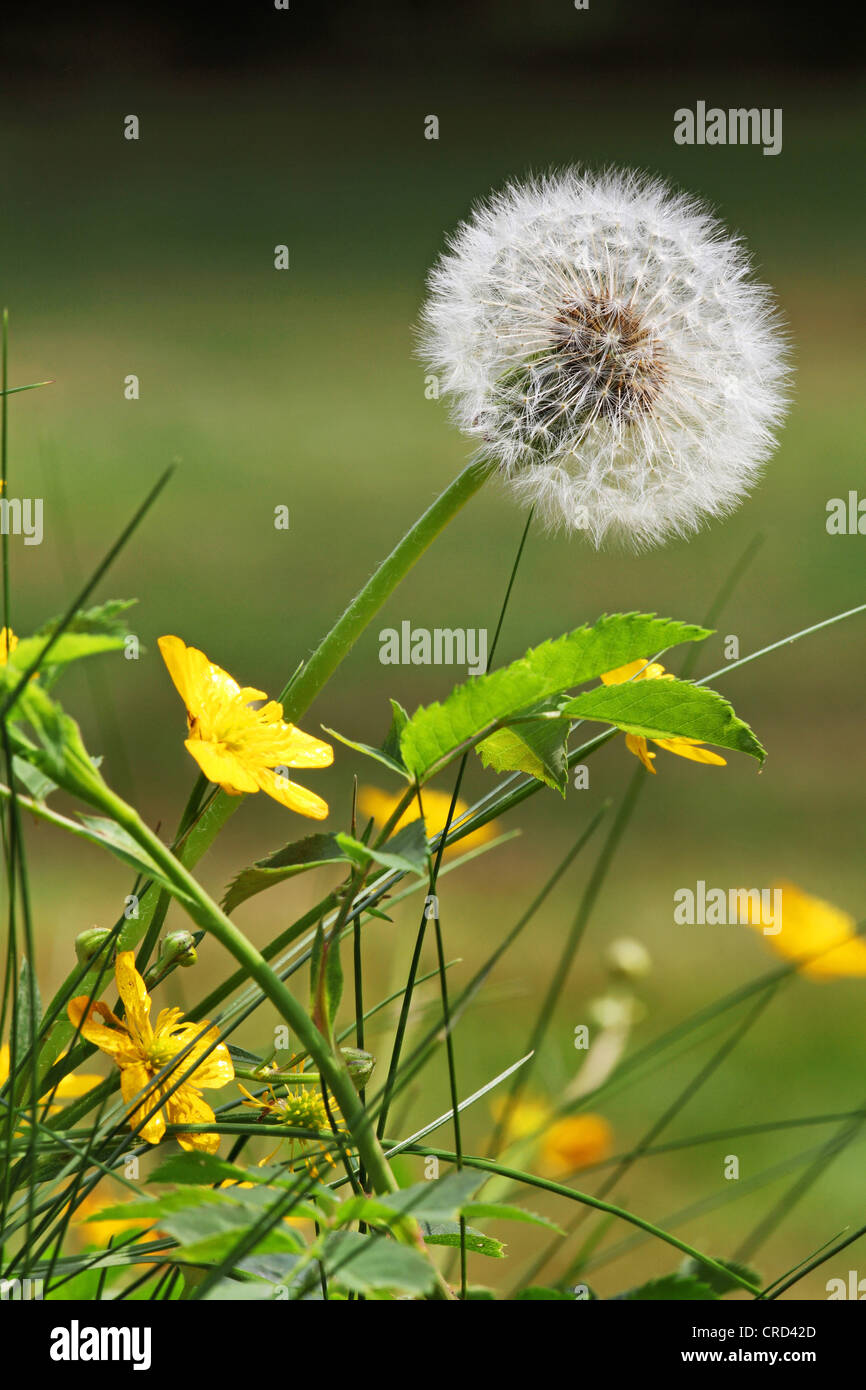 Dandelion clock hi-res stock photography and images - Alamy
