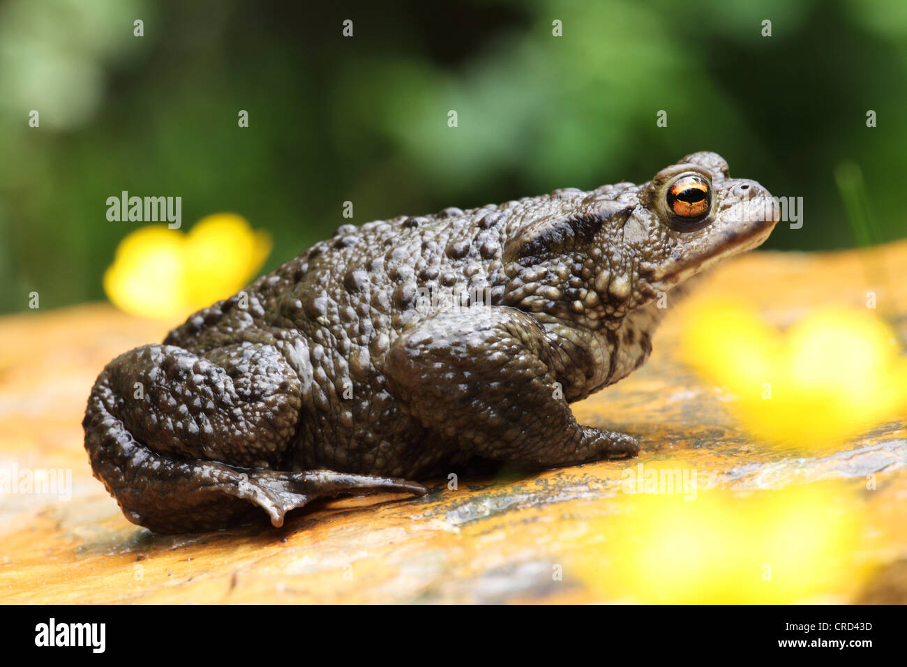 Common toad, bufo bufo Stock Photo - Alamy