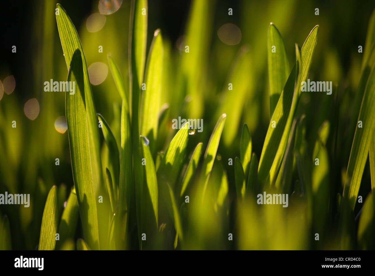 blades of grass in backlight Stock Photo - Alamy