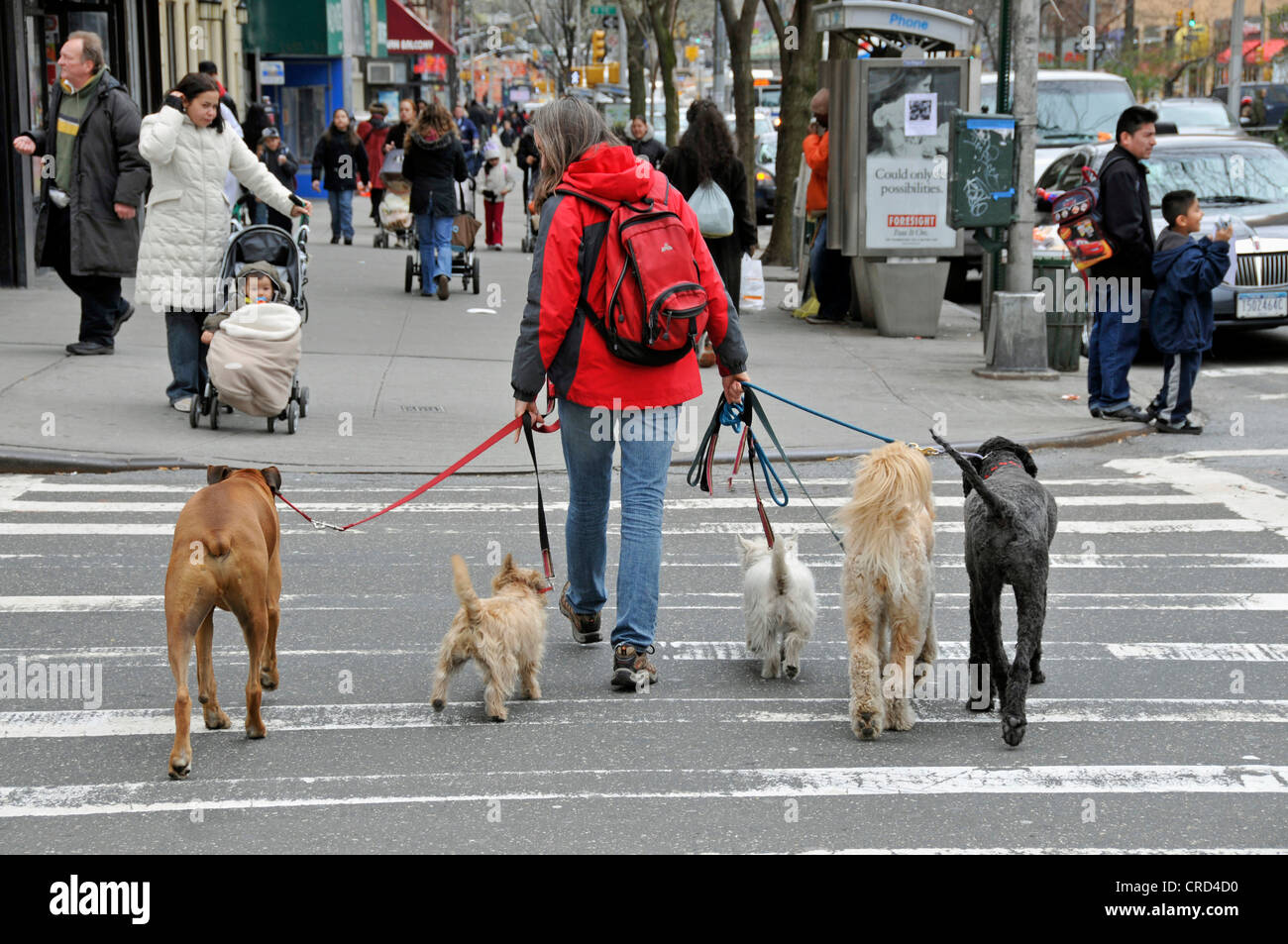 Dog crossing road hi-res stock photography and images - Alamy