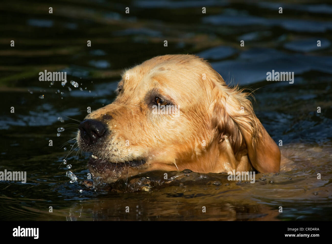 Golden retriever portraits hi-res stock photography and images - Alamy