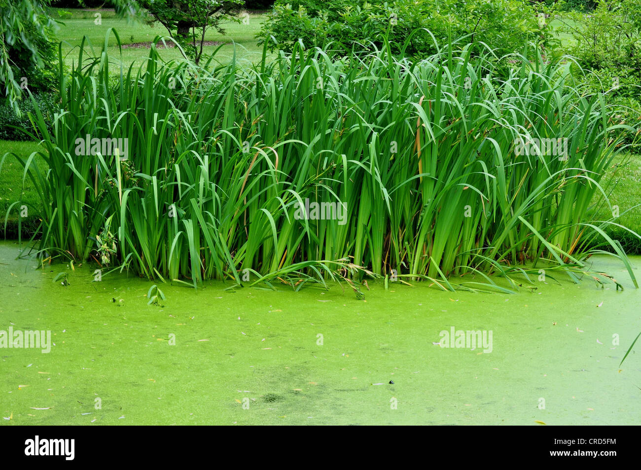 Iris by pond hi-res stock photography and images - Alamy