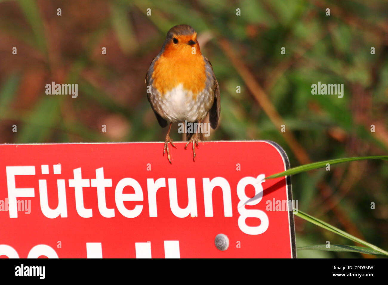 European robin (Erithacus rubecula), robin on sign Stock Photo - Alamy