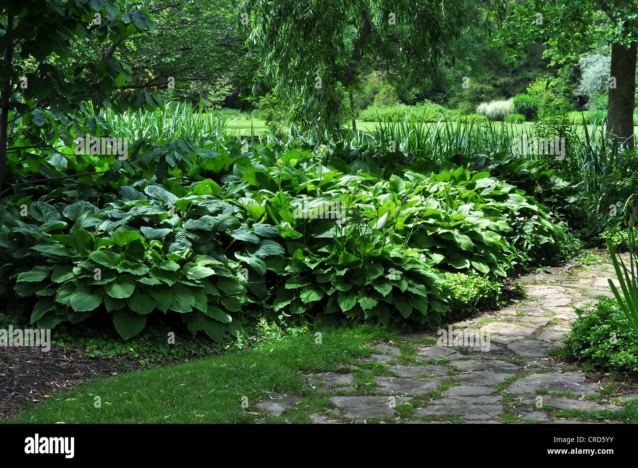 Botanical Garden with Large Hosta Plants Stock Photo - Alamy