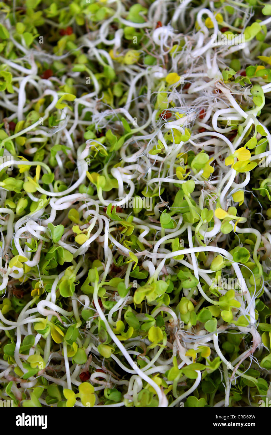 Japanese radish sprout hi-res stock photography and images - Alamy