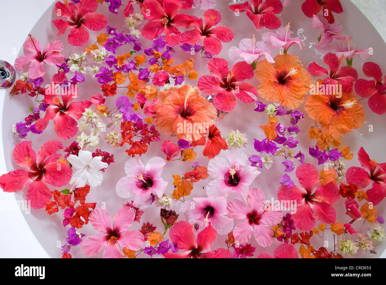 Cook islands flowers hi-res stock photography and images - Alamy