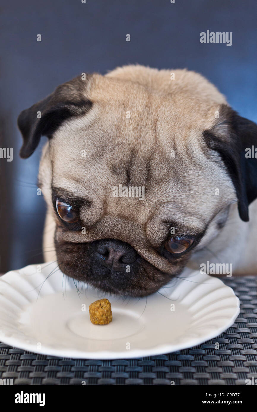 Pug dog sitting at table Stock Photo - Alamy