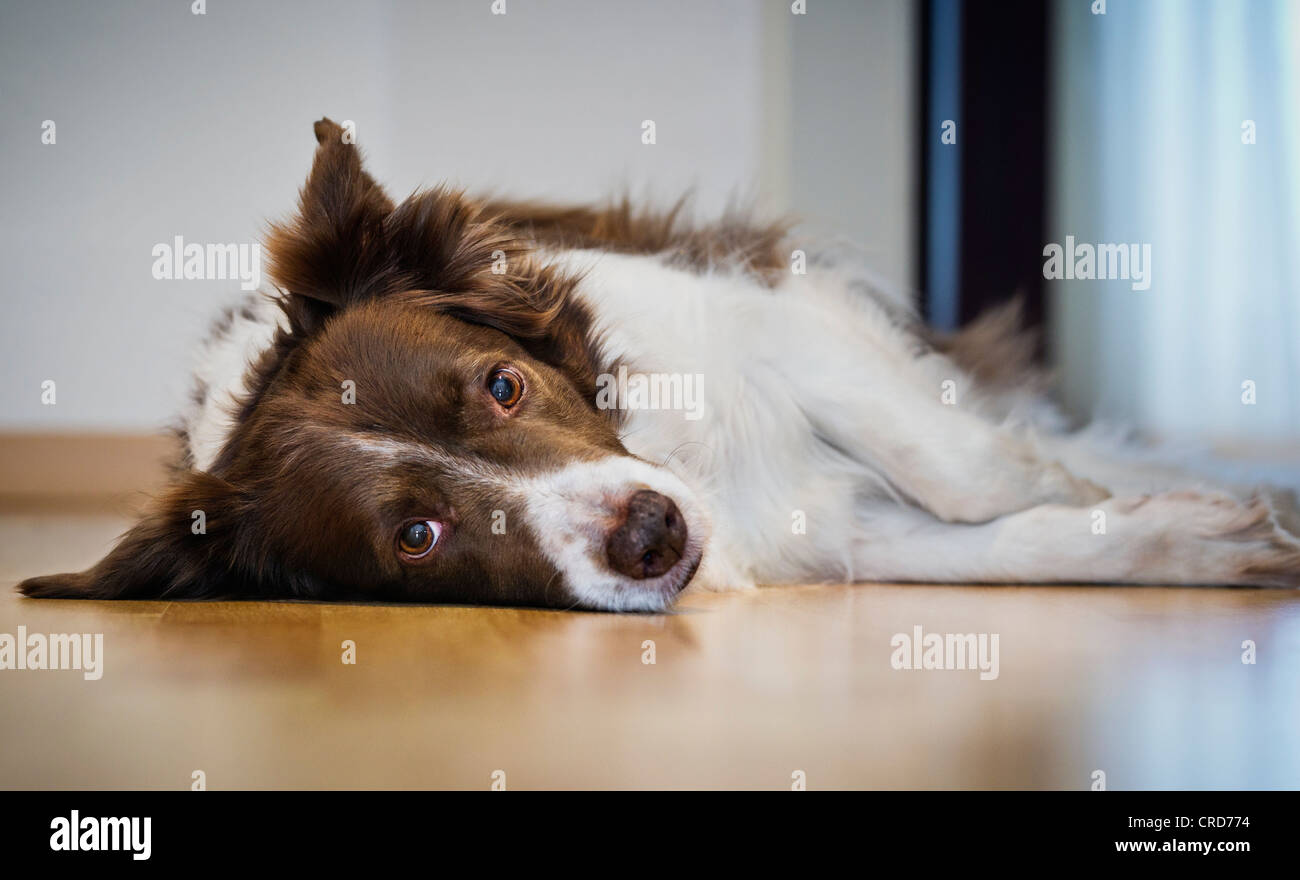 Border Collie Lying Down Looking High Resolution Stock Photography and ...