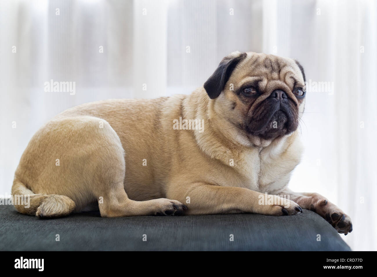 Pug dog lying on sofa Stock Photo - Alamy