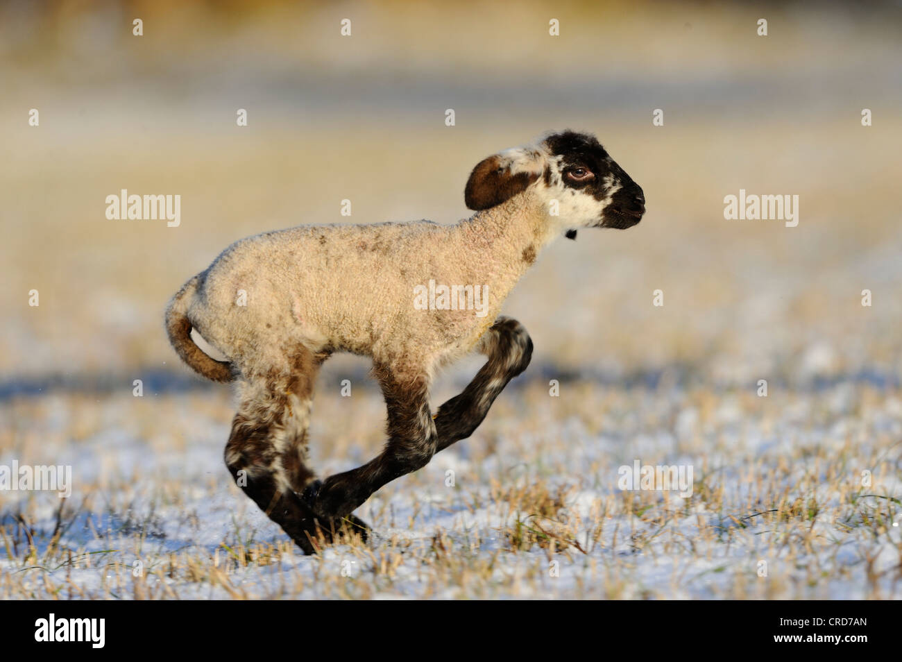 Lamb running in snowy meadow Stock Photo - Alamy