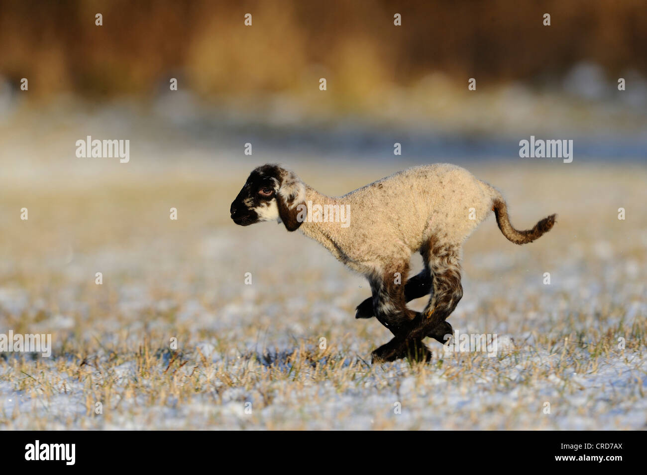 Lamb running in snowy meadow Stock Photo - Alamy
