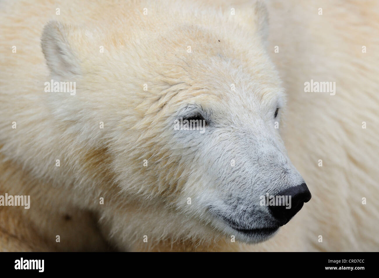 Ursus maritimus hi-res stock photography and images - Alamy