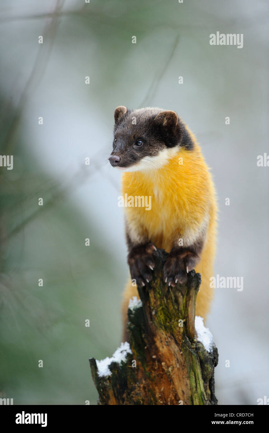 Yellow-throated marten (Martes flavigula) standing on tree stump Stock ...