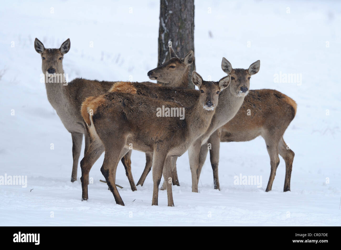Group of deer hi-res stock photography and images - Alamy