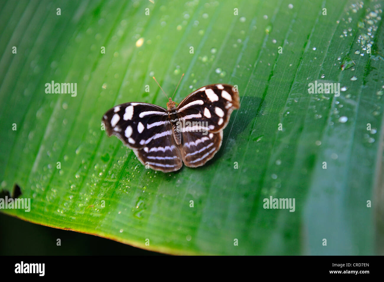 Royal Blue (Myscelia cyaniris Stock Photo - Alamy