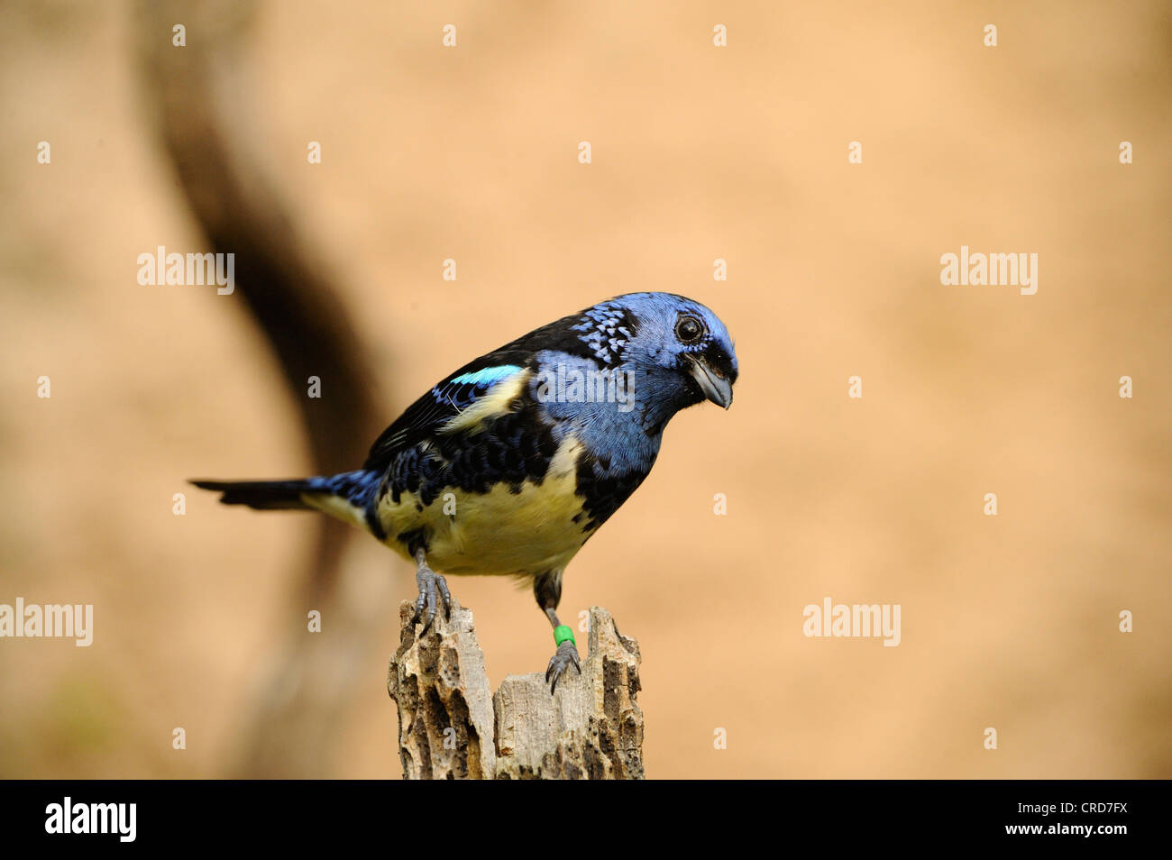 Central mexicana hi-res stock photography and images - Alamy