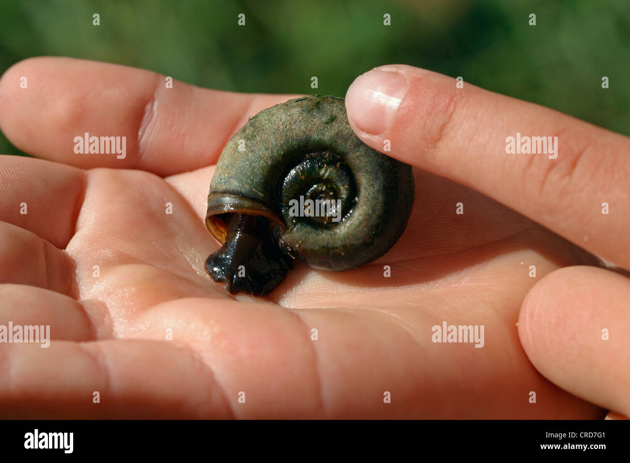 horn-colored ram's horn, great ramshorn (trumpet shell) (Planorbarius ...
