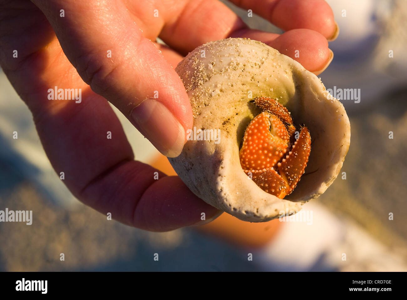 hermit crab, aitutaki, cook islands Stock Photo - Alamy