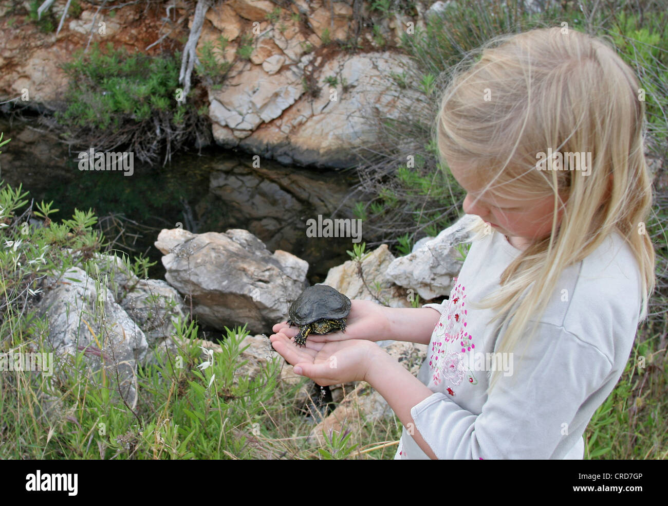 European pond terrapin, European pond turtle, European pond tortoise ...