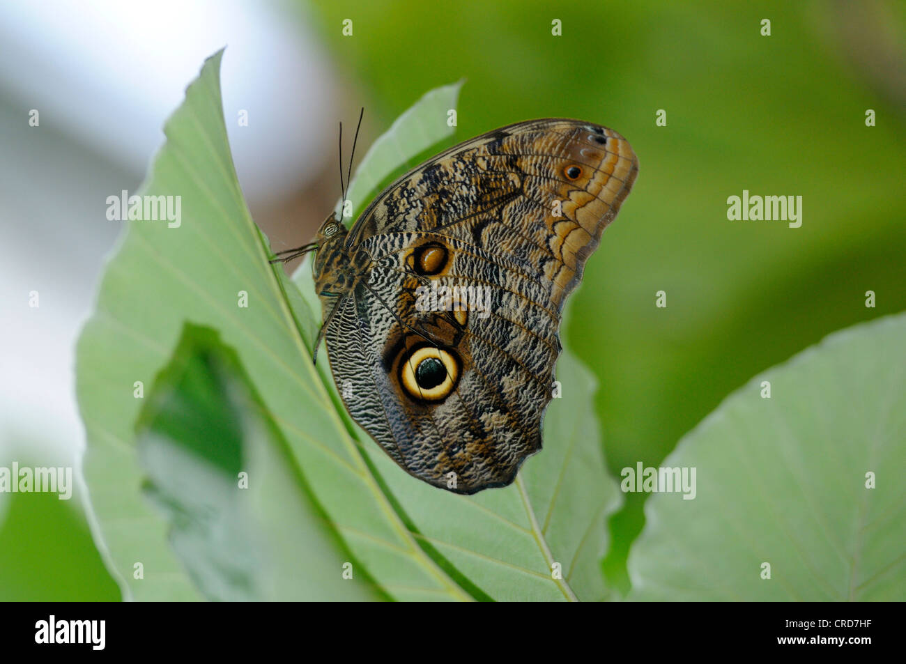 Owl Butterfly (Caligo eurilochus Stock Photo - Alamy