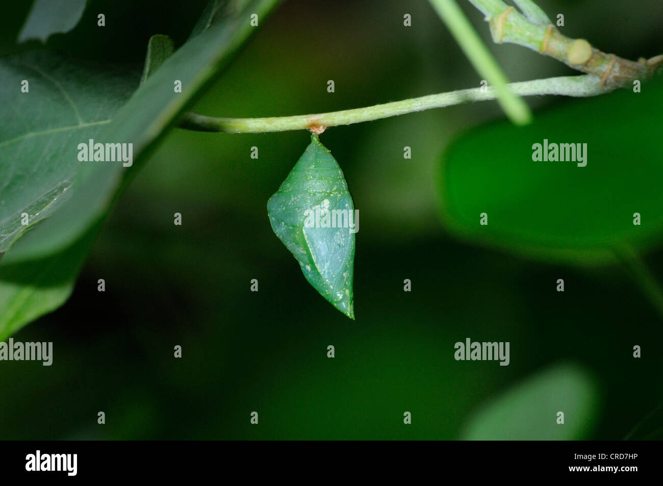 Cocoon of a butterfly Stock Photo - Alamy