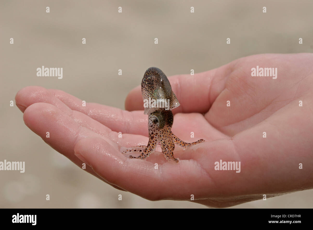 young squid on a hand, Greece Stock Photo - Alamy