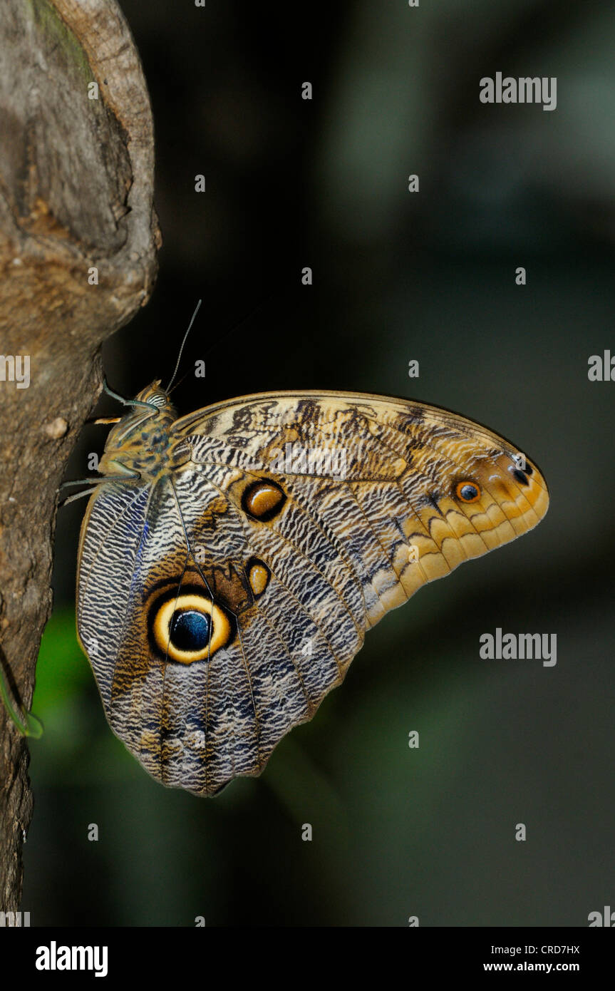 Caligo butterfly hi-res stock photography and images - Alamy
