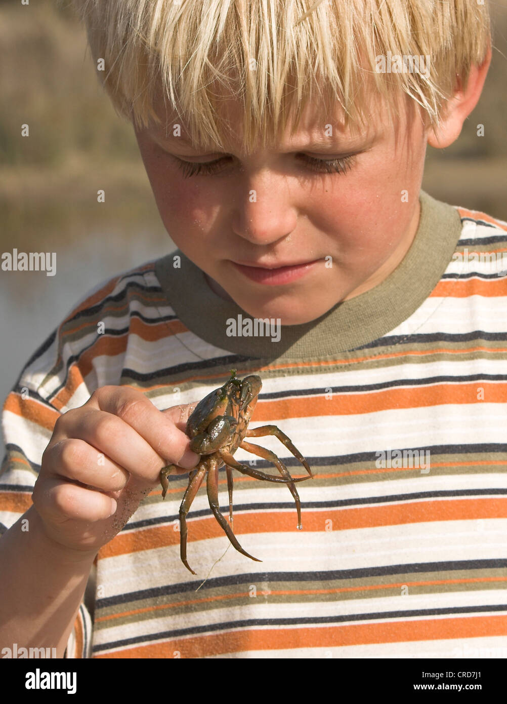 Boy being amazed on crab hi-res stock photography and images - Alamy