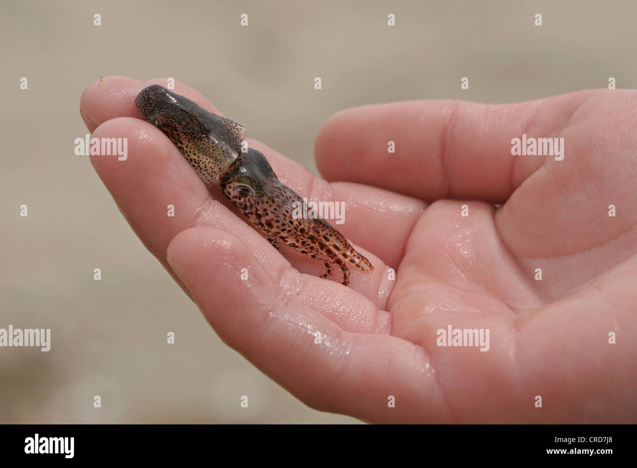 Baby Squid On Finger