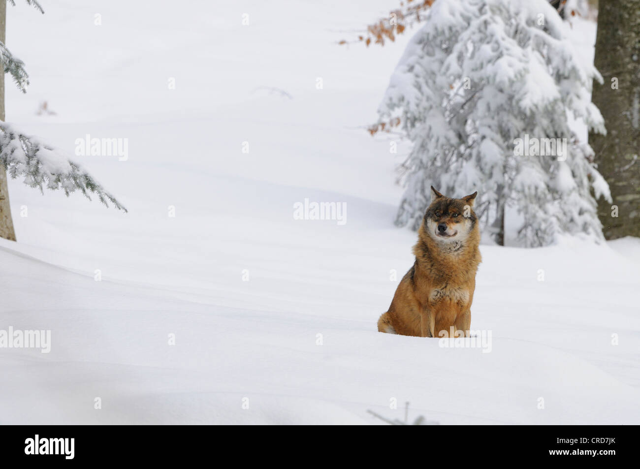 Gray wolf sitting snow hi-res stock photography and images - Alamy