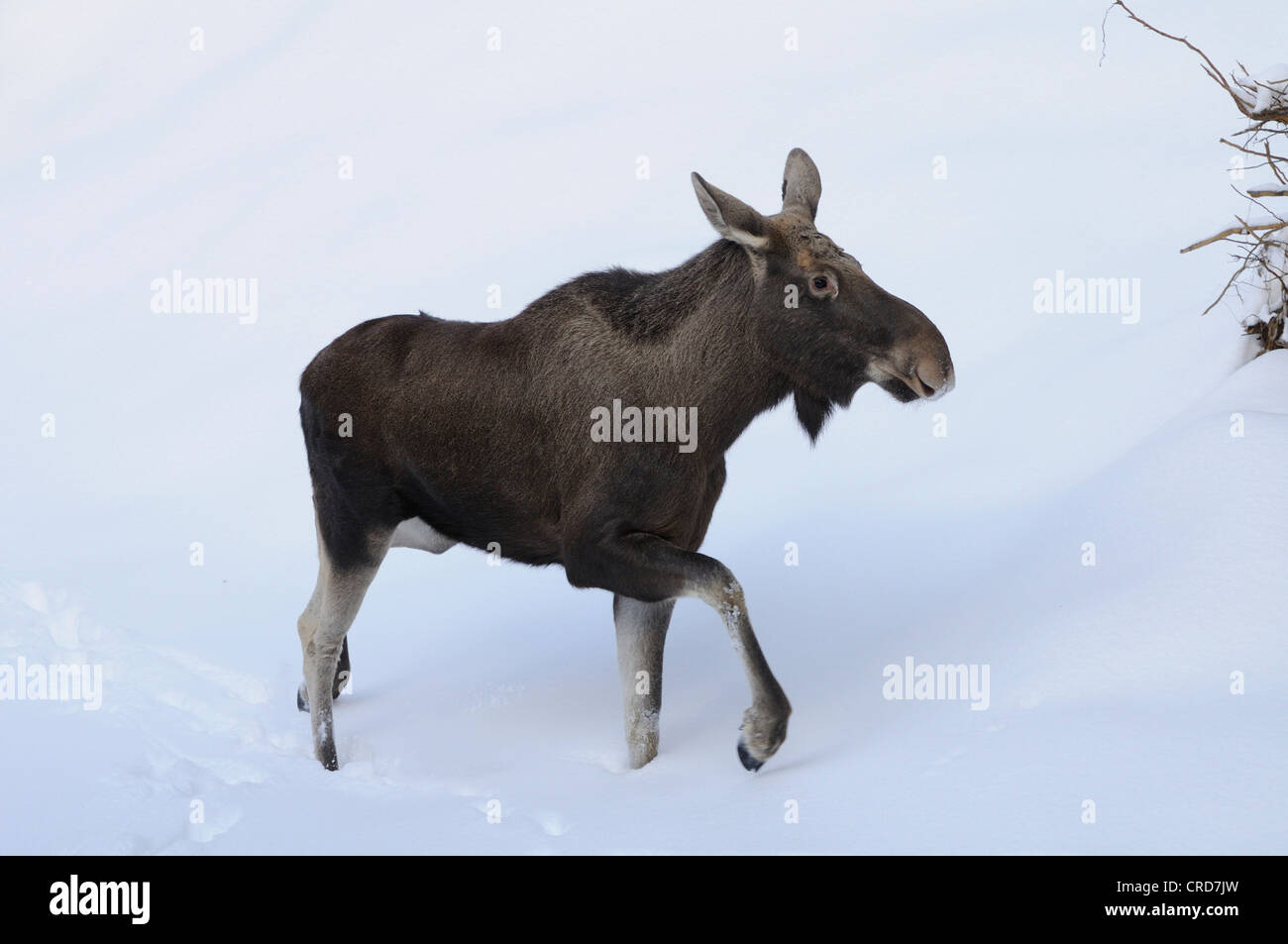 Moose germany hi-res stock photography and images - Alamy