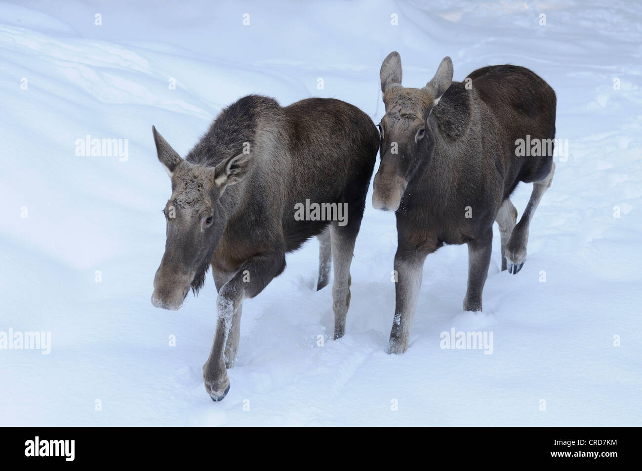 Moose germany hi-res stock photography and images - Alamy