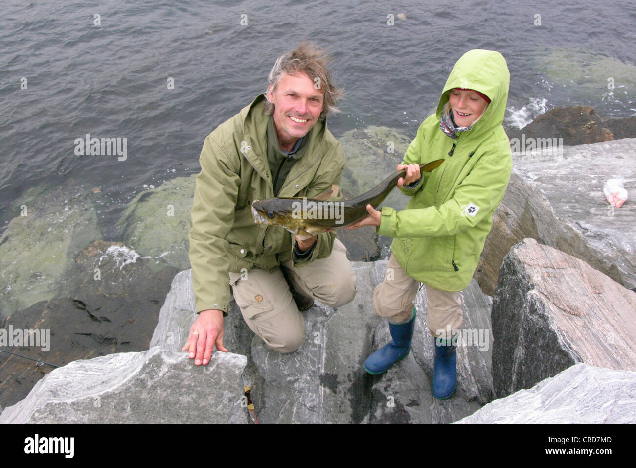 Atlantic cod gadus morhua hi-res stock photography and images - Alamy