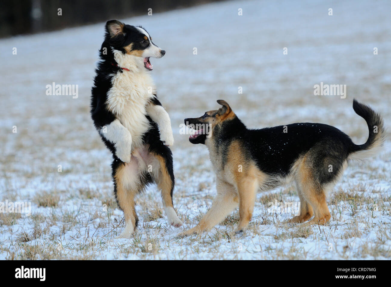 Australian shepherd germany hi-res stock photography and images - Alamy